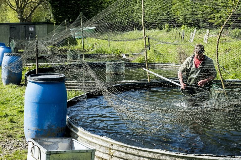 Guide pratique pour créer votre propre pisciculture facilement